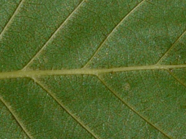 texture 0019 - Texturelib